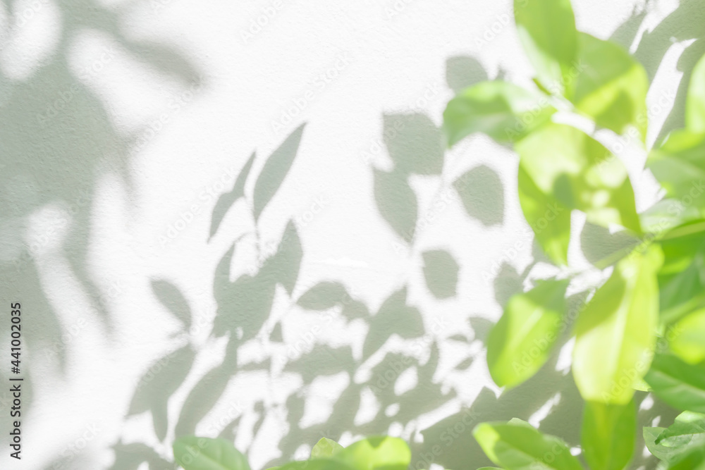 Leaf shadow and light on wall blur background. Nature tropical leaves ...