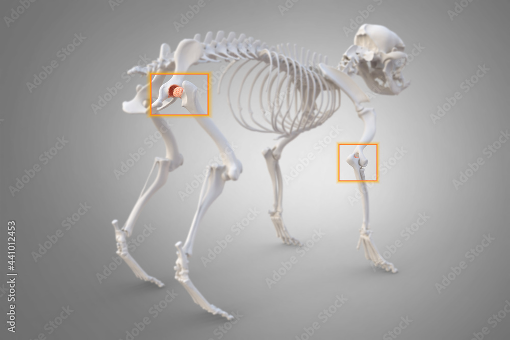 Canine Arthritis and Osteoarthritis joint inflammation Stock ...