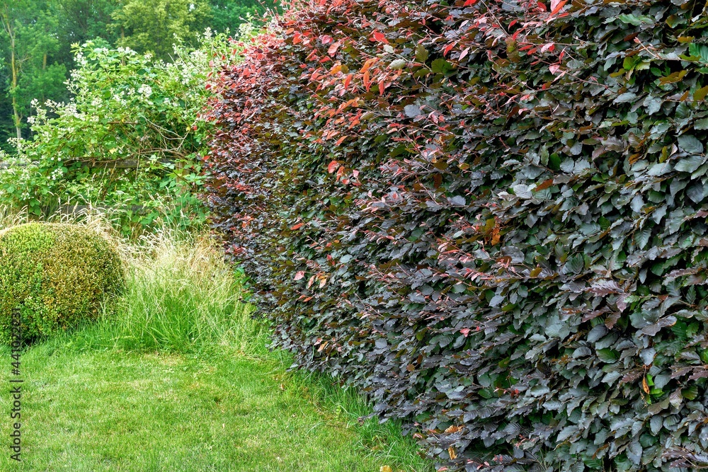 Purple Beech hedge plants Fagus sylvatica 'Purpurea' hedging Stock ...