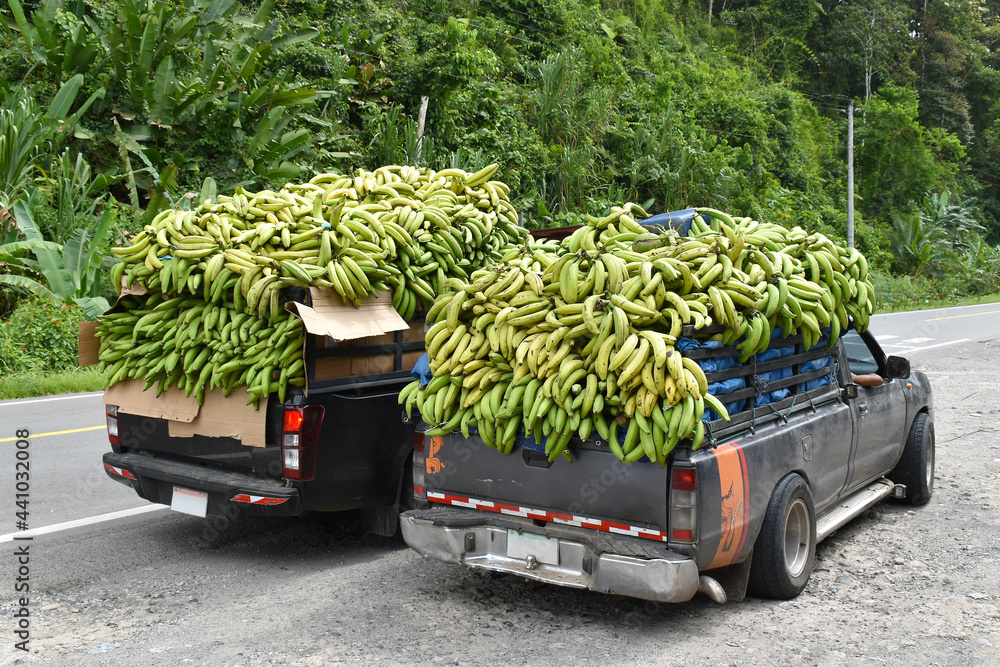 Bananas on a car body, pick-up, agricultural cargo, bunches of bananas ...
