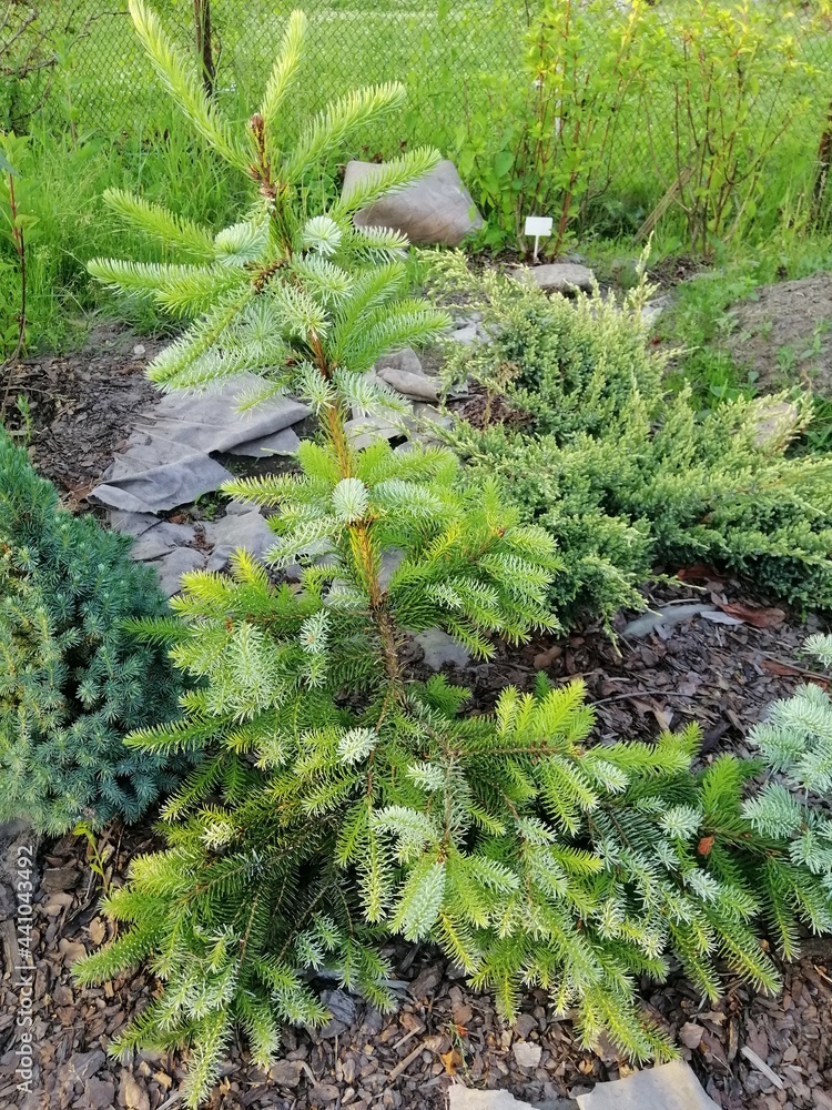 rare unusual Picea Omorika Pendula with silver blue and green needles ...
