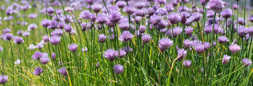 the lilac colored flowers of chives in a garden Stock Photo | Adobe Stock