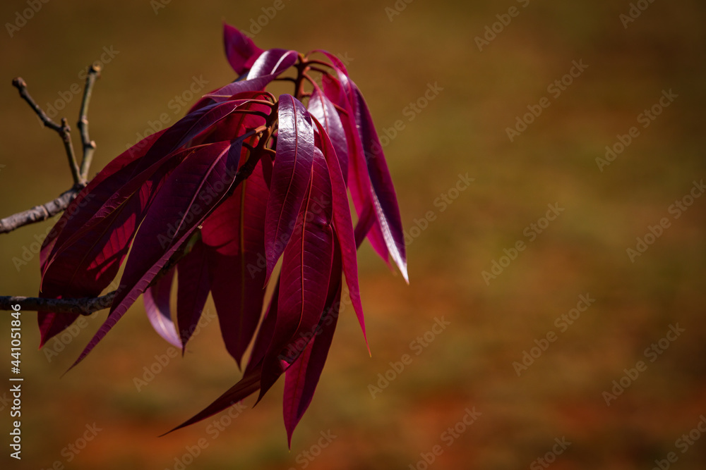 Red Young leaves on a mango tree against blurred background. Mangifera ...
