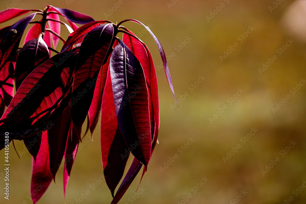 Red Young leaves on a mango tree against blurred background. Mangifera ...