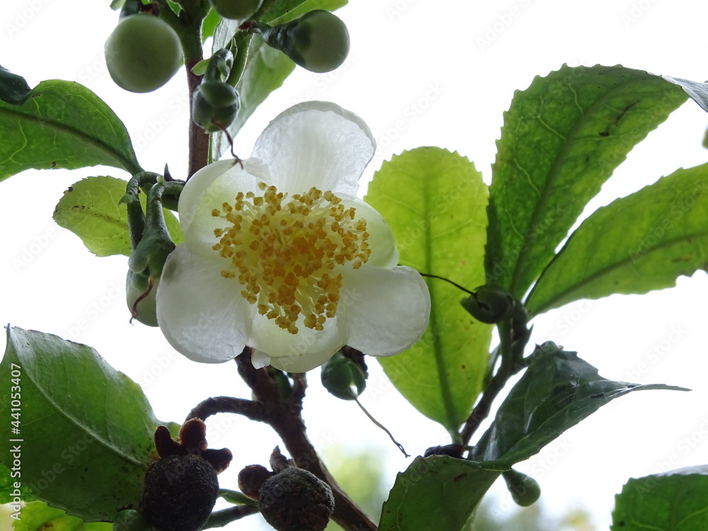 PLANTA DEL TÉ (CAMELLIA SINENSIS). DETALLE DE LAS HOJAS VERDES, LA FLOR ...