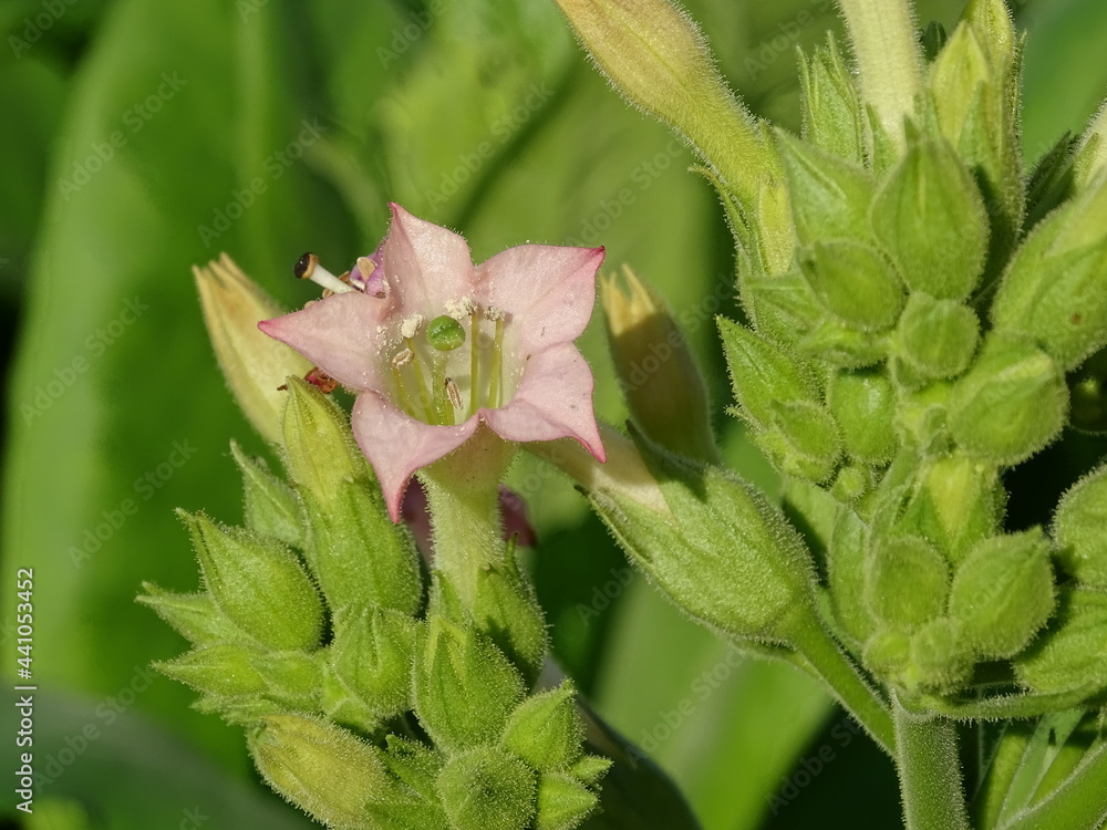 DETALLE DE LA FLOR DEL TABACO (NICOTIANA TABACUM). PLANTA CON CAPULLOS ...