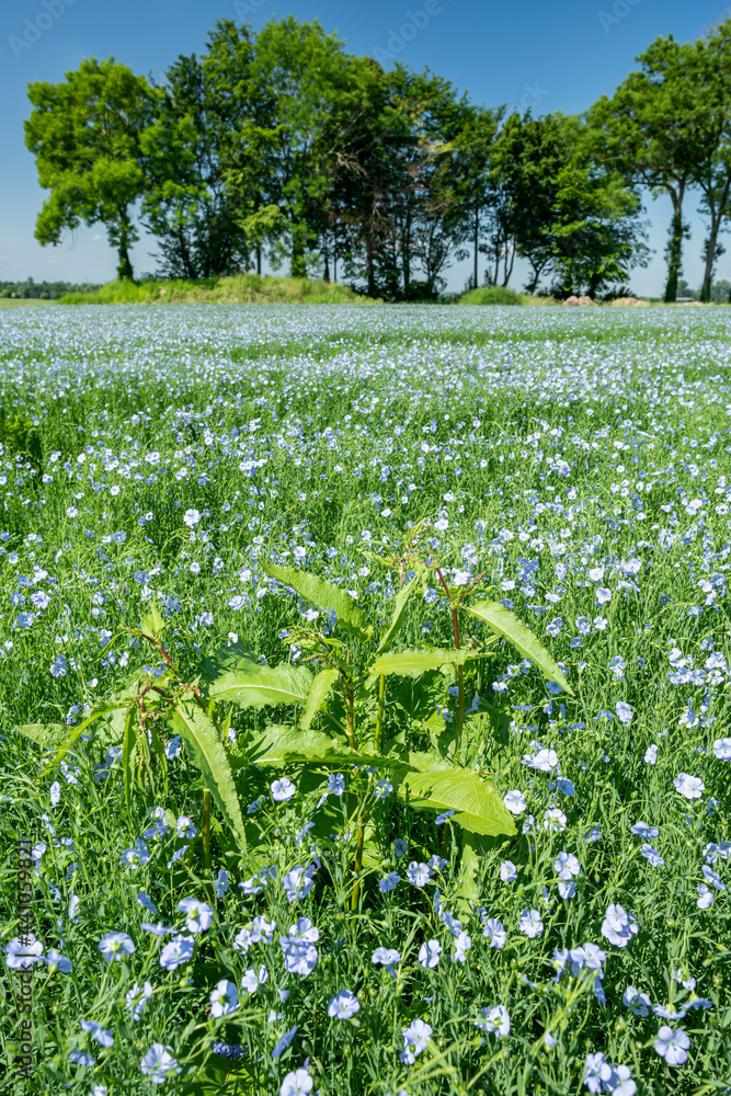 Foto de Champ de lin en fleur. Invasion de rumex do Stock | Adobe Stock