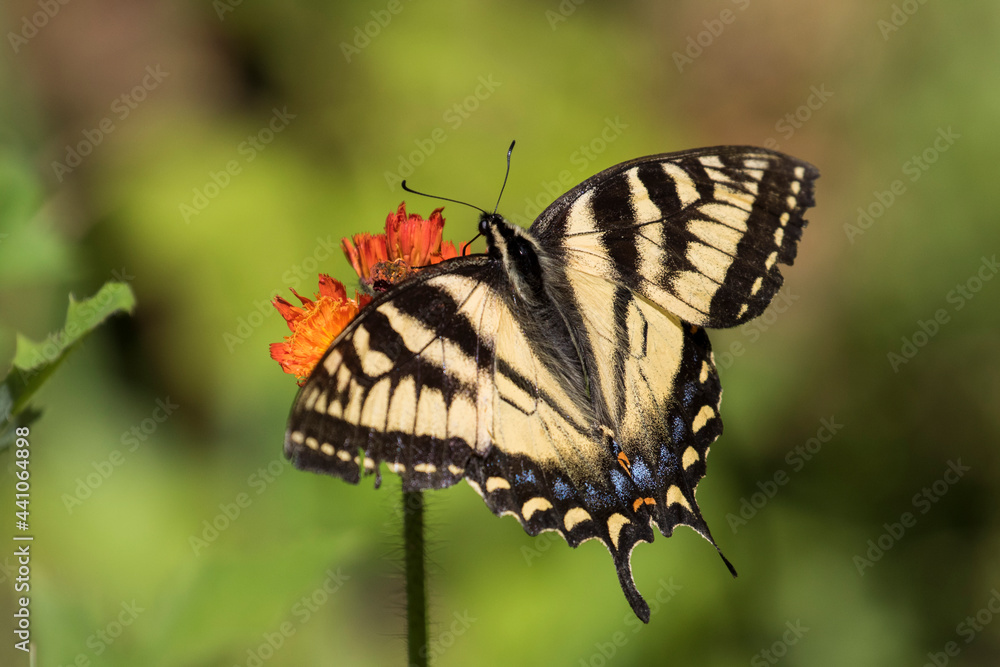 Papilio canadensis, the Canadian tiger swallowtail in Pilosella ...
