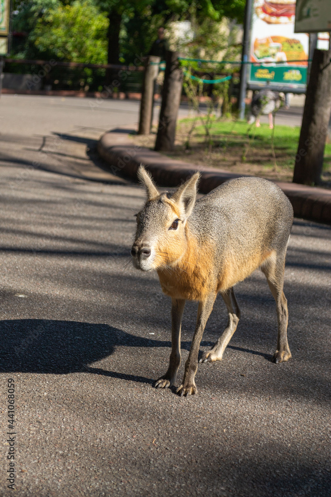 Foto de La mara (Dolichotis patagonum) es una especie de roedor de la ...