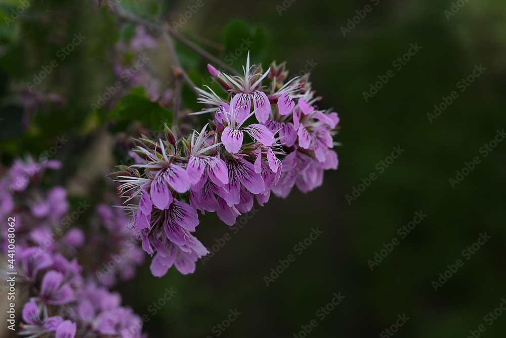 Fotografia do Stock: Closeup of pink flowers with purple spots of ...