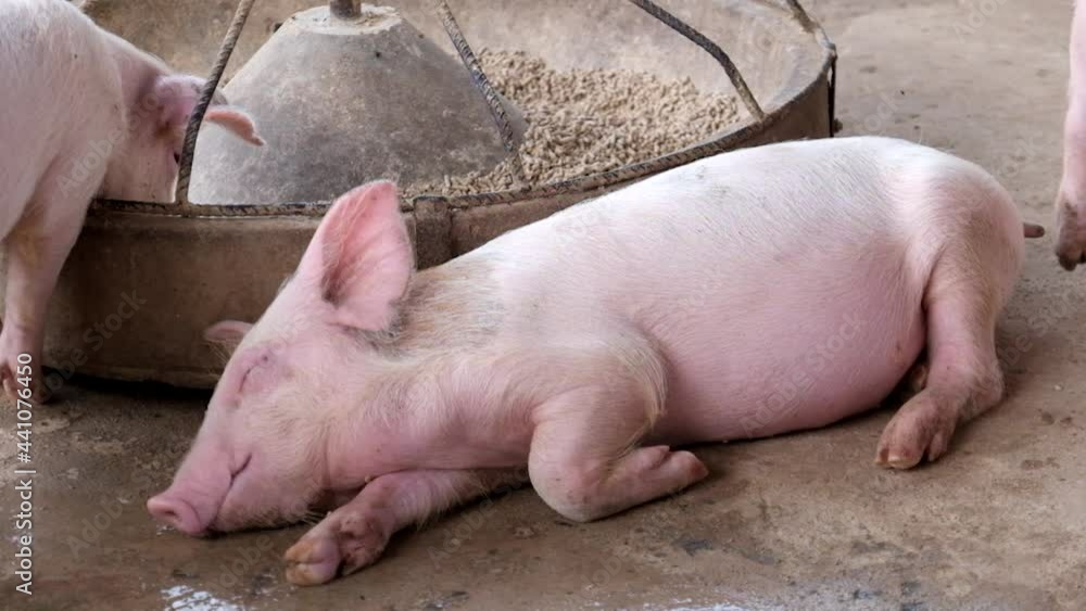 Pig farm in swine business in tidy and clean indoor housing farm, with ...