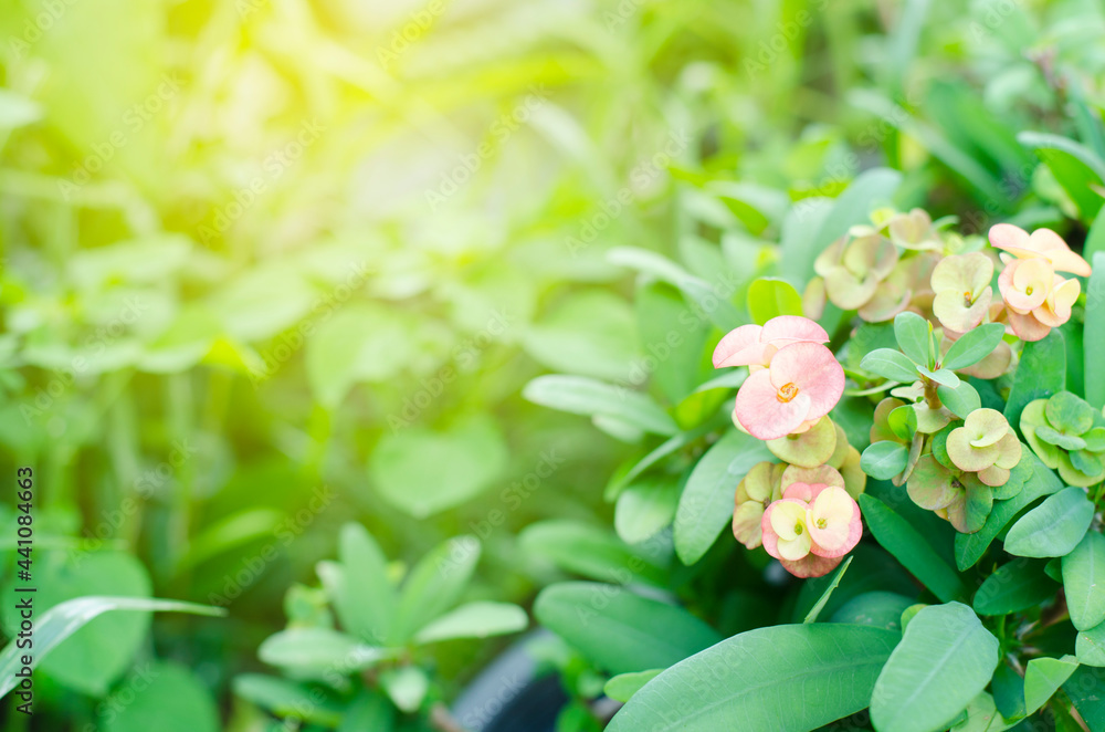 Poi sian flowers are blooming in the midst of beautiful nature. Stock ...