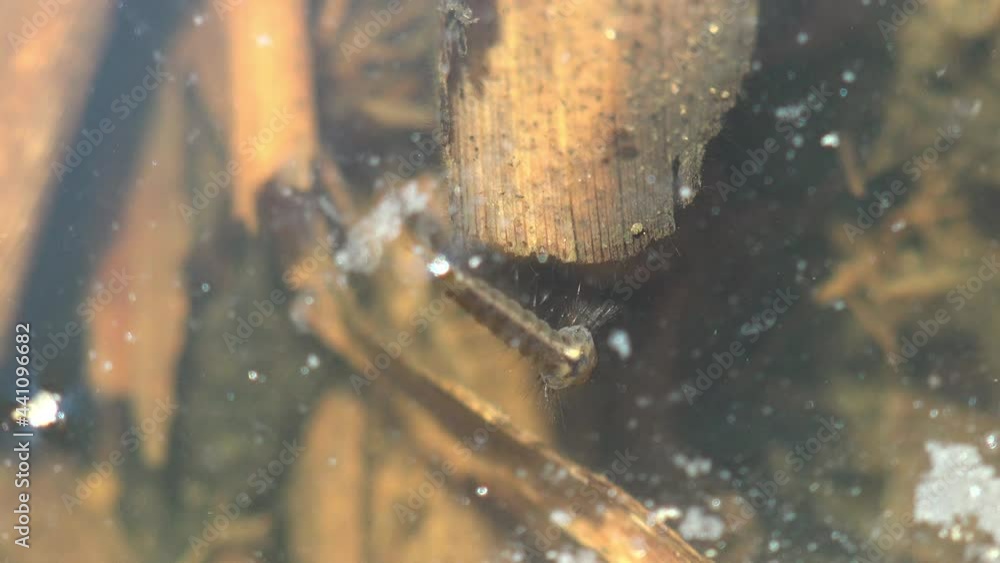 Larvae Mosquito floats pull the body to move, stage third, larvae ...