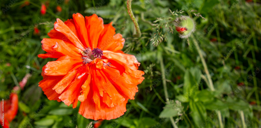 Poppy red grade Garden glory. Large velvety poppy. An odorless flower ...