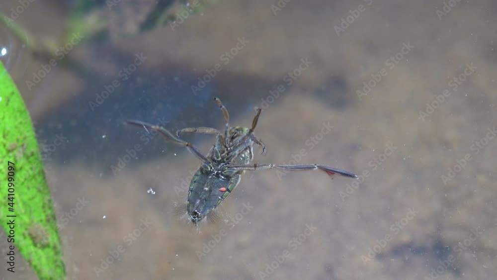 Stockvideo Crustaceans and chironomids underwater. Sigara striata ...