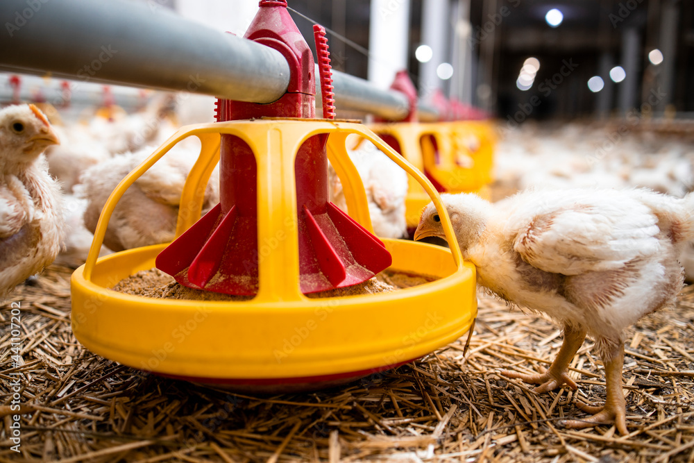 Poster Close up view of fast growing chicken eating protein food from ...