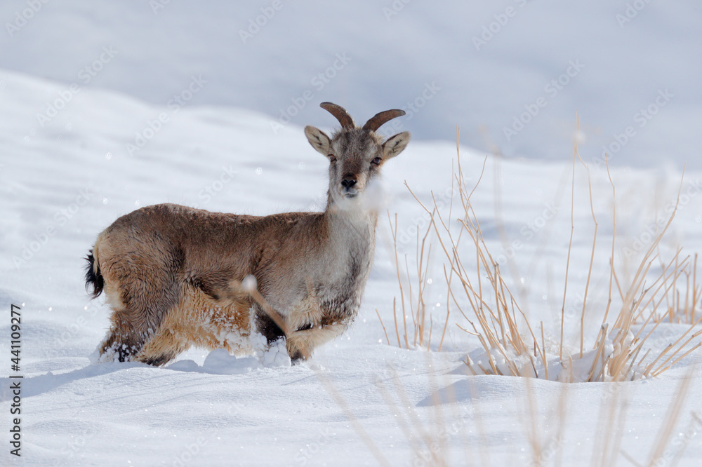 Bharal blue Sheep, Pseudois nayaur, in the rock with snow, Hemis NP ...