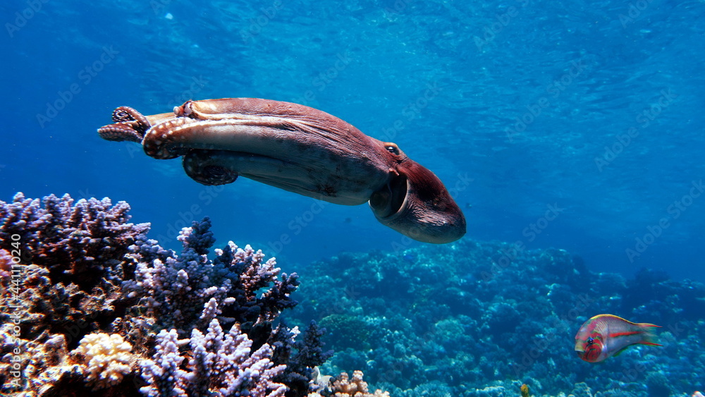 Octopus. Big Blue Octopus on the Red Sea Reefs. Stock Photo | Adobe Stock
