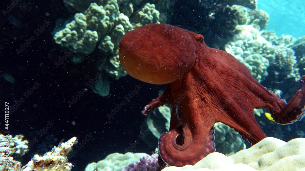 Octopus. Big Blue Octopus on the Red Sea Reefs. Stock Photo | Adobe Stock