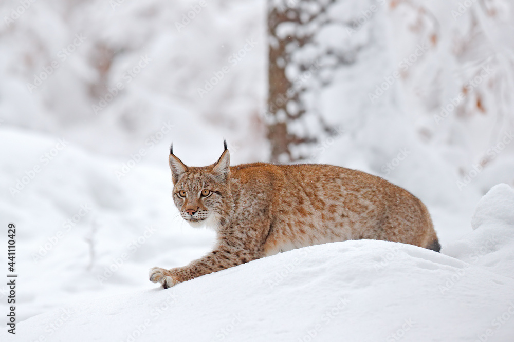 Lynx, winter wildlife. Cute big cat in habitat, cold condition. Snowy ...