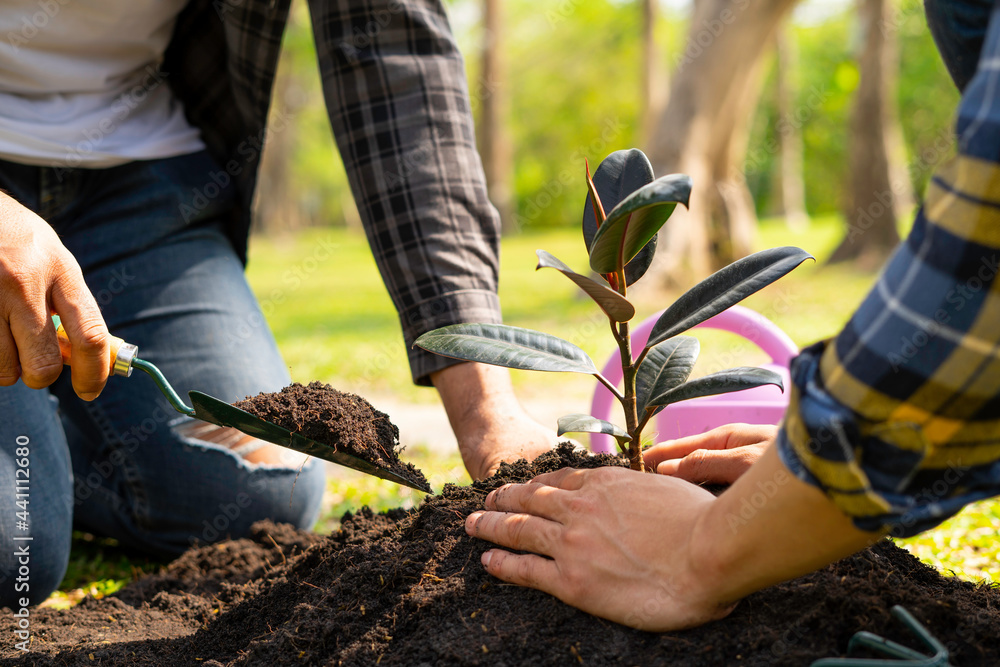 two young men are planting a tree to preserve the environment, plant ...