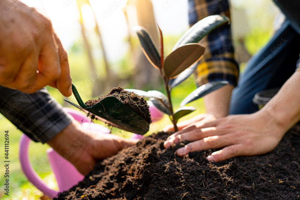 two young men are planting a tree to preserve the environment, plant ...