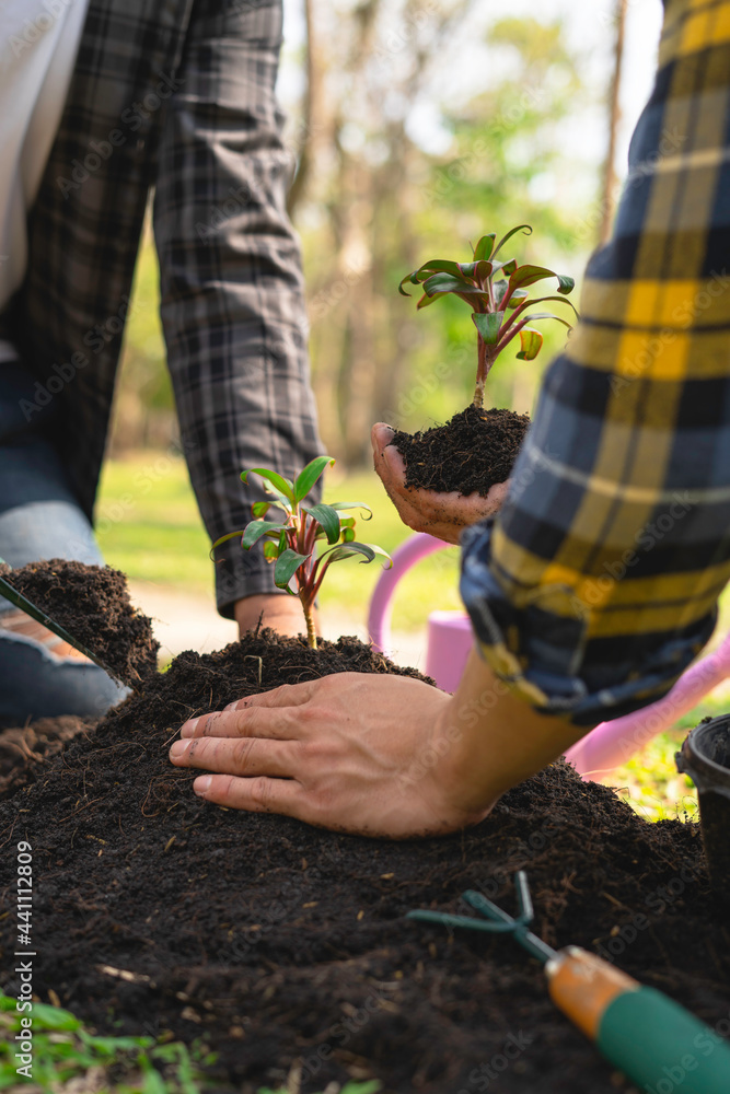 two young men are planting a tree to preserve the environment, plant ...