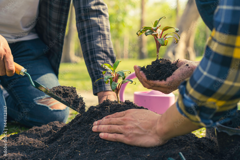 two young men are planting a tree to preserve the environment, plant ...