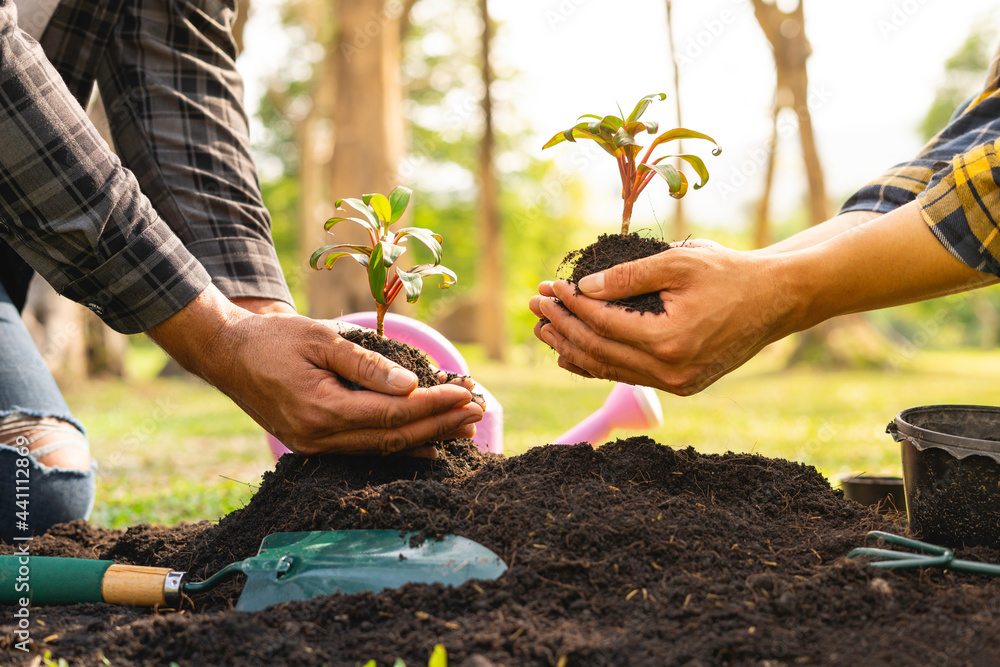 two young men are planting a tree to preserve the environment, plant ...