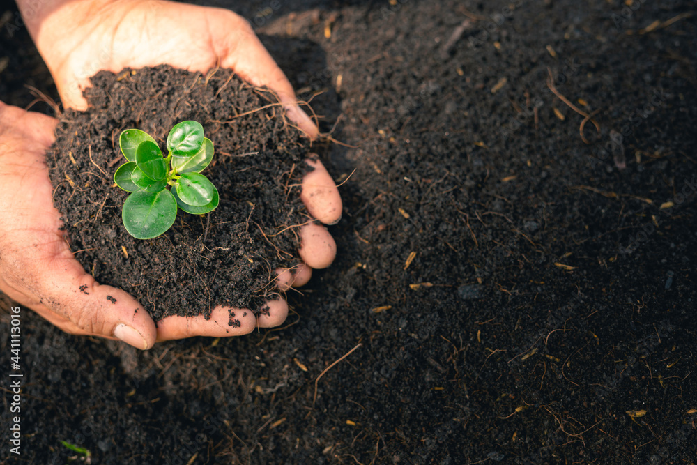 male hand holding sprout wild pine tree in nature green forest. Earth ...