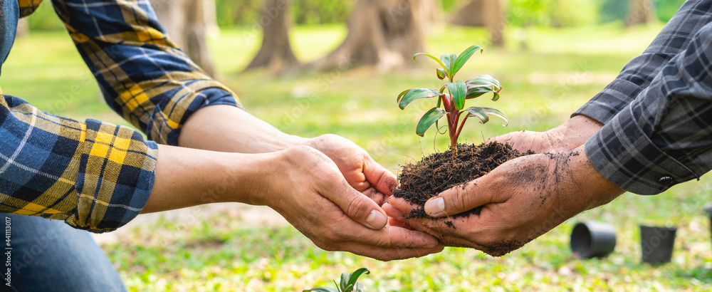 two young men are planting a tree to preserve the environment, plant ...