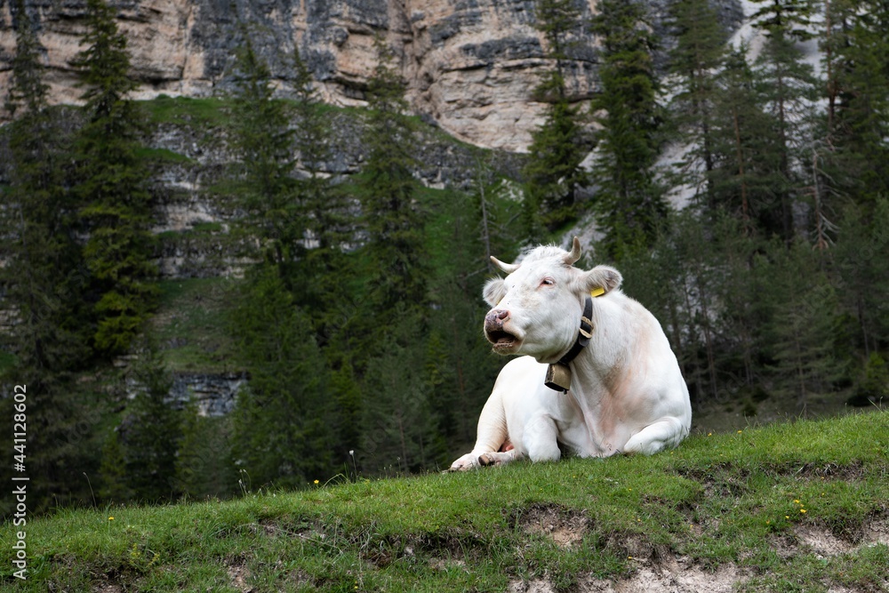 Weißes Rind von der Rasse Charolais mit Kuhglocke liegend auf einer ...