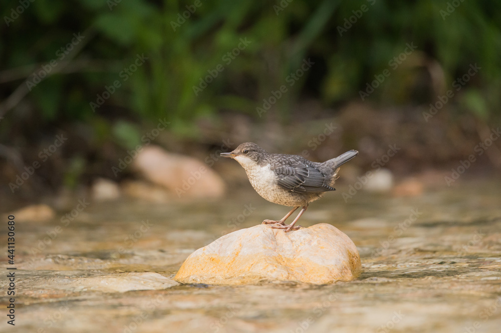 Merlo acquaiolo(Cinclus cinclus (Linnaeus, 1758)giovane pullo ...