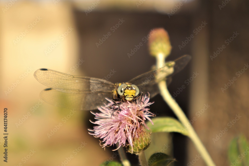Tiger dragonfly. it's also called the small pincertail or green-eyed ...