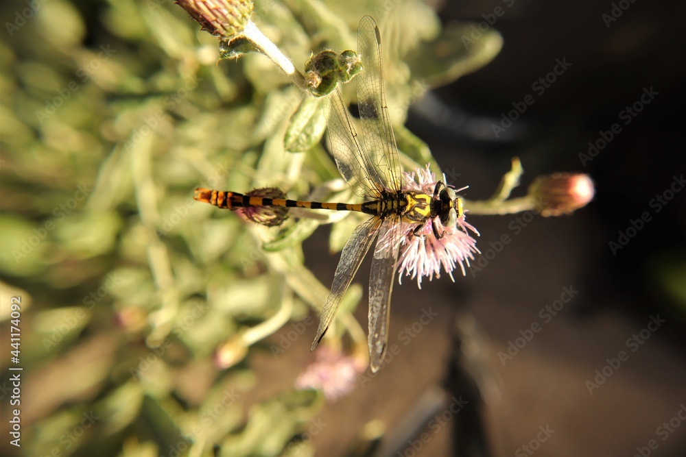 Tiger dragonfly. it's also called the small pincertail or green-eyed ...