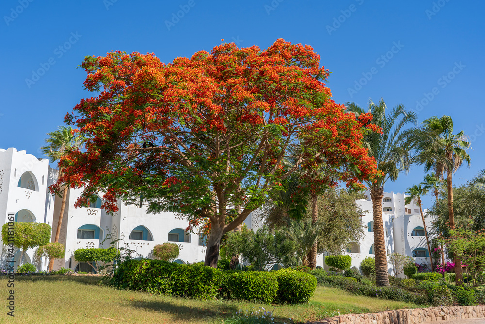 Red peacock flowers or the flame tree, royal poinciana on blue sky ...