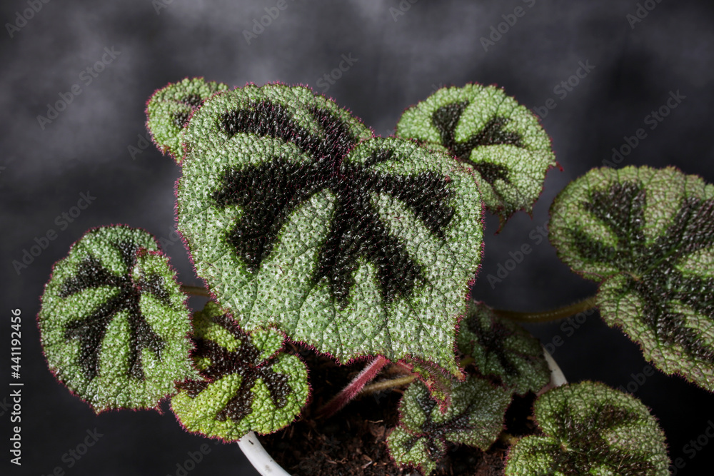 Iron Cross Begonia Plant