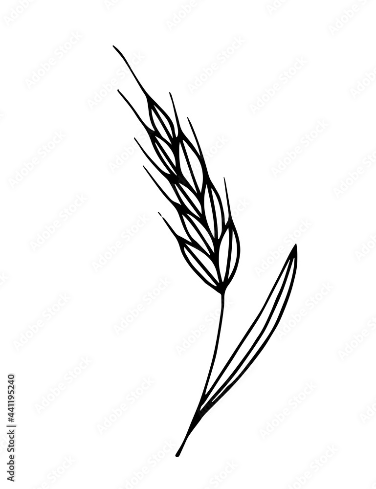 Simple hand-drawn vector drawing in black outline. Wheat spikelet ...