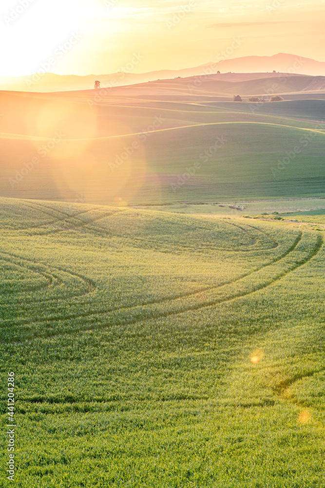 Countyside landscape with golden sunlight over the wheat fields and ...