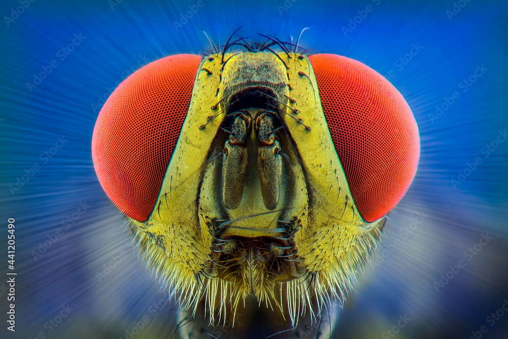 extreme macro a fly Stock Photo | Adobe Stock