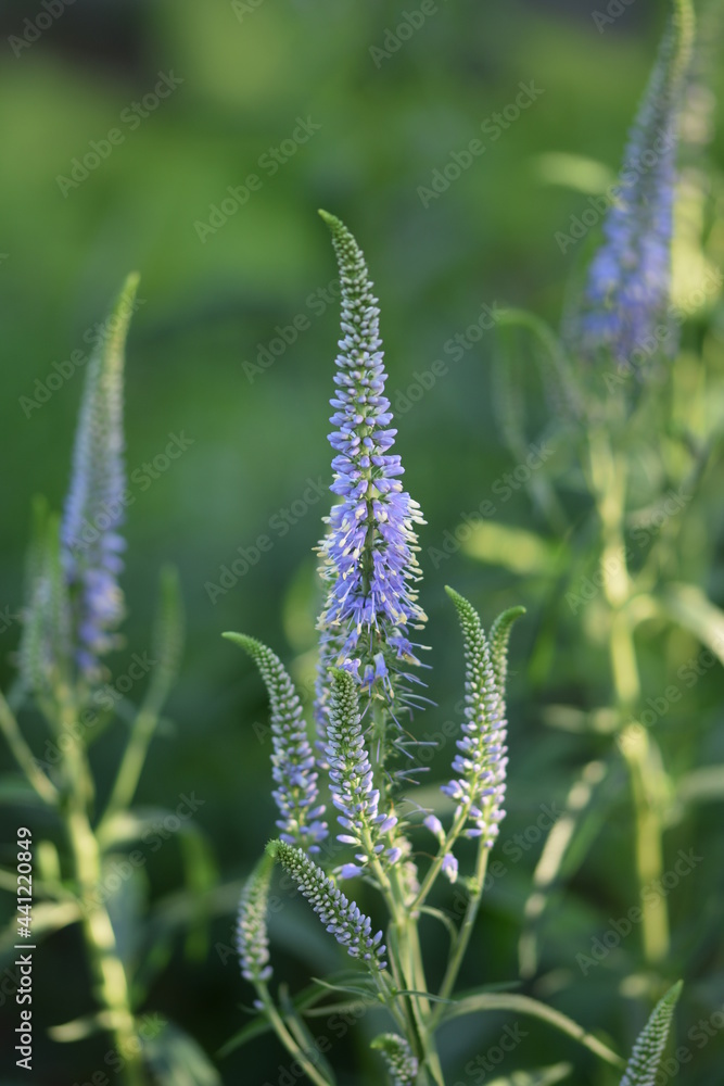 Blue Spiked Speedwell blooming in bokeh garden background. Stock Photo ...