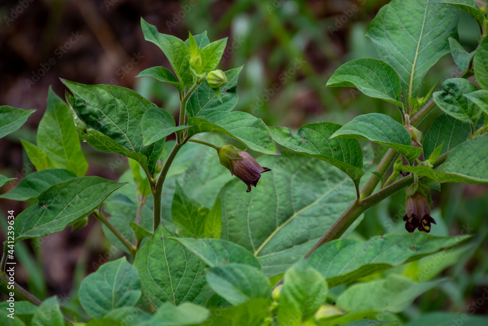 Atropa belladonna, commonly known as belladonna or deadly nightshade ...