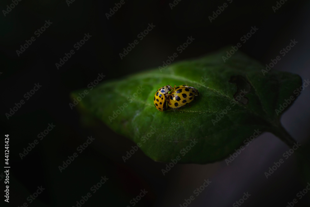 gros plan de deux coccinelles jaunes à pois noirs qui copulent sur une ...
