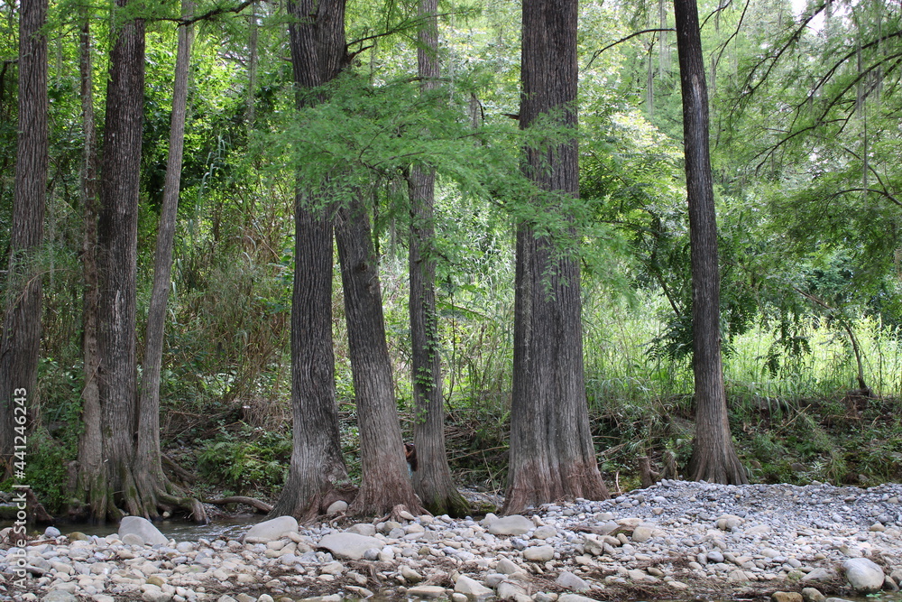 La naturaleza de un rio y maravilloso entorno Stock Photo | Adobe Stock