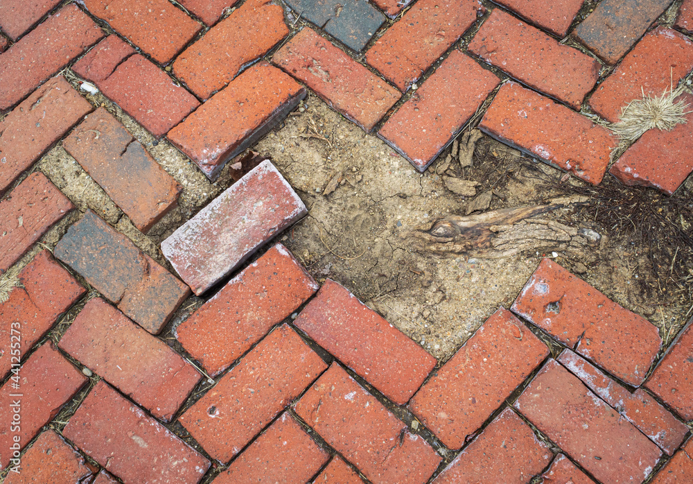 Textured pattern of old weathered brick pavers, tree root and dirt with ...