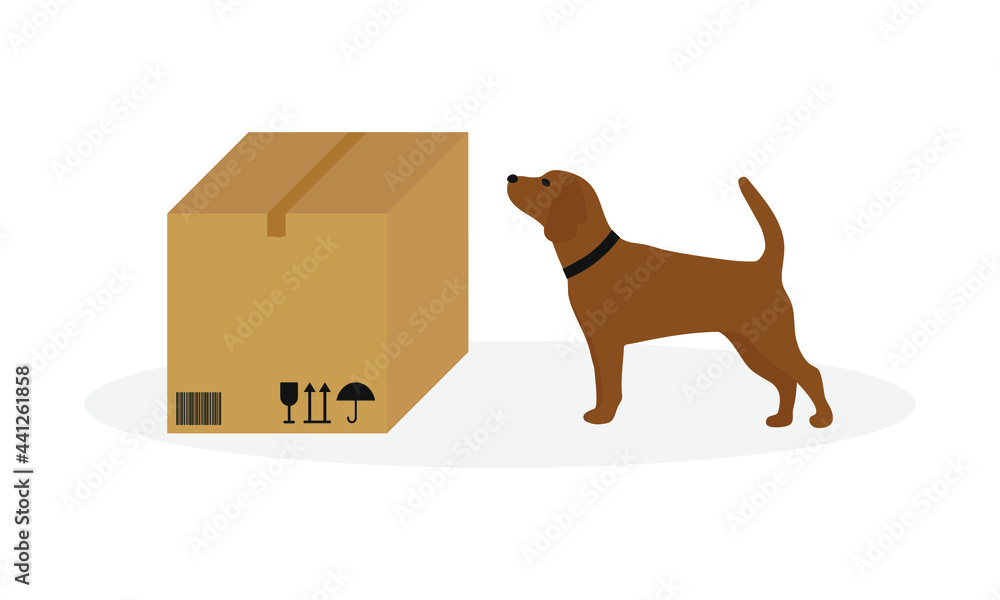 Dog with collar sniffing closed cardboard box on white background Stock ...
