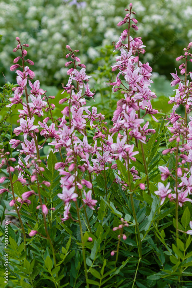 Closeup dictamnus albus known as burning bush. Diptam, Dictamnus albus ...