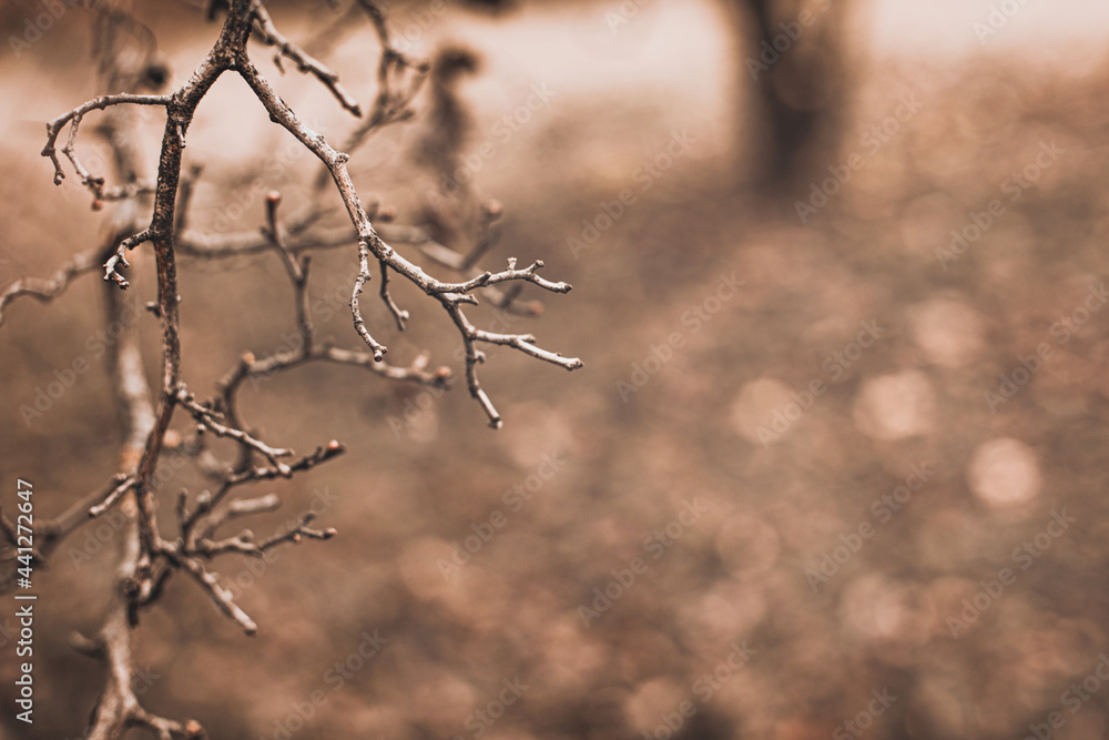 Beautiful autumn scene with brown branches on blurred falling leaves ...