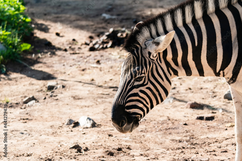 The plains zebra (Equus quagga, formerly Equus burchellii), also known ...