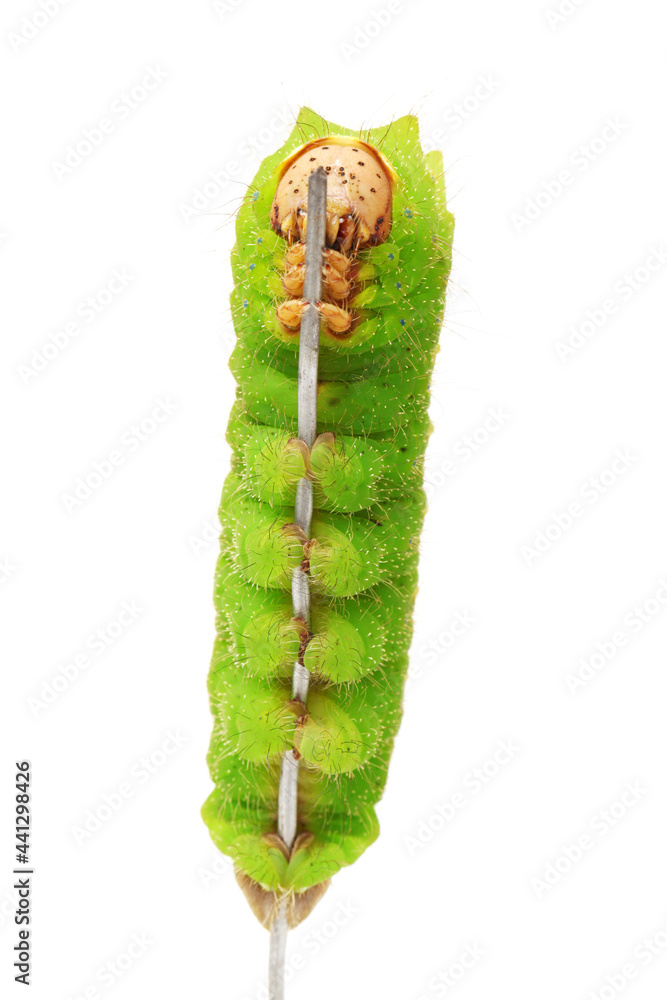 Silk moth life cycle on white background Stock Photo | Adobe Stock